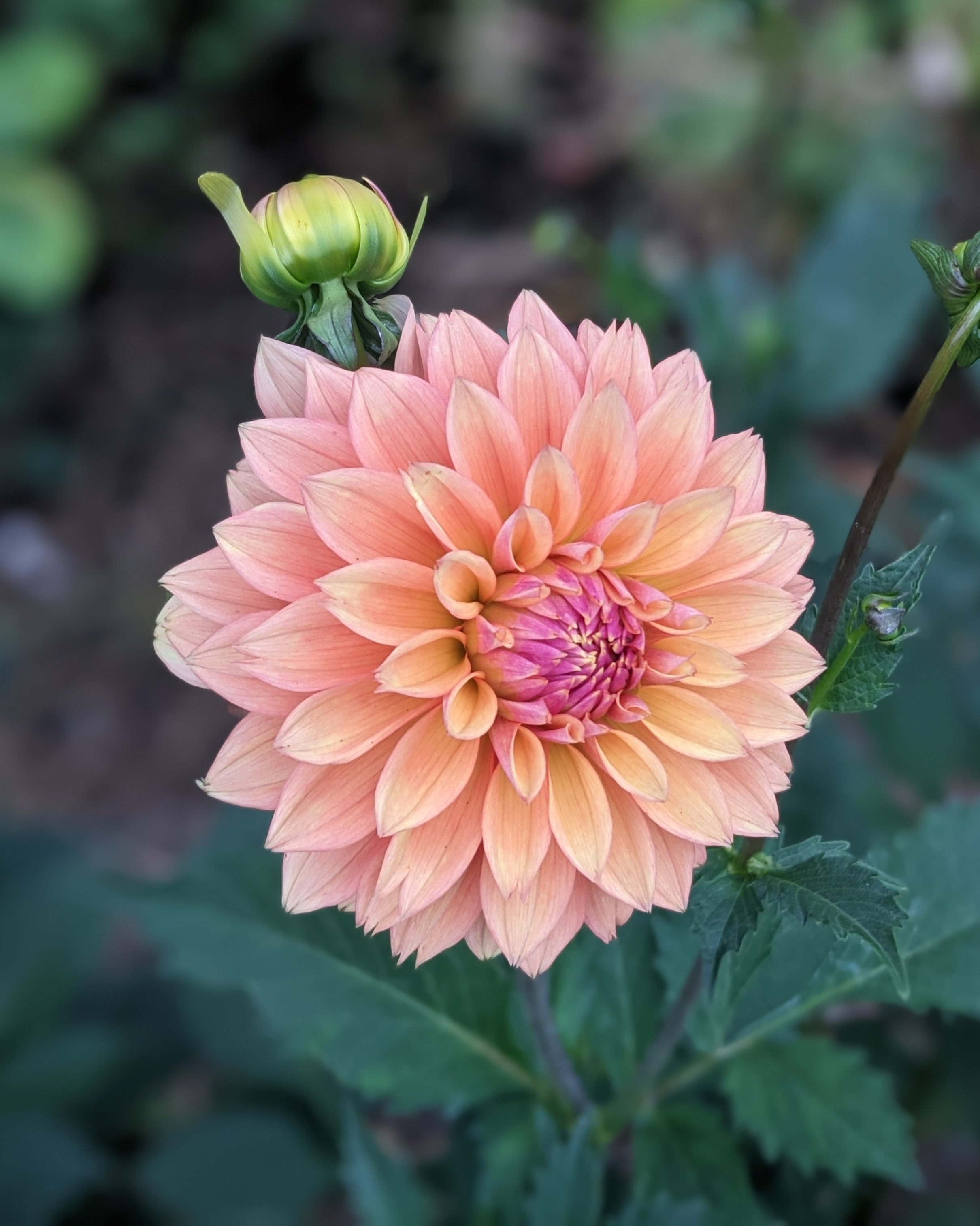Dahlia - Kick Off – Twyla's Flower Farm and Floristry